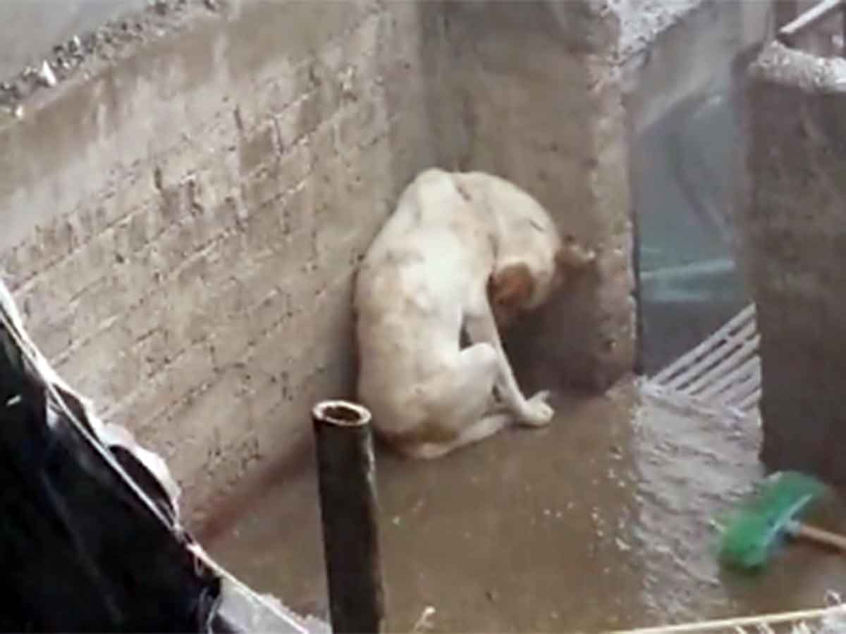 Piden rescatar a perrito abandonado en azotea, lo dejan bajo lluvia y ...